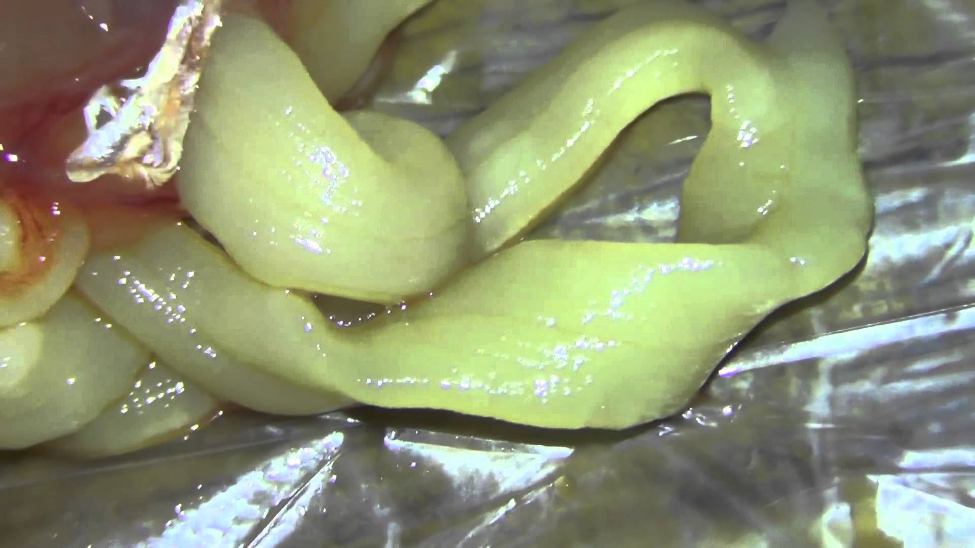 Паразиты живущие в рыбе: фото и описание червей в морской и речной рыбе